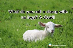 145 Lamb Puns That Are Un-baa-lievable! - EnglishLeaflet