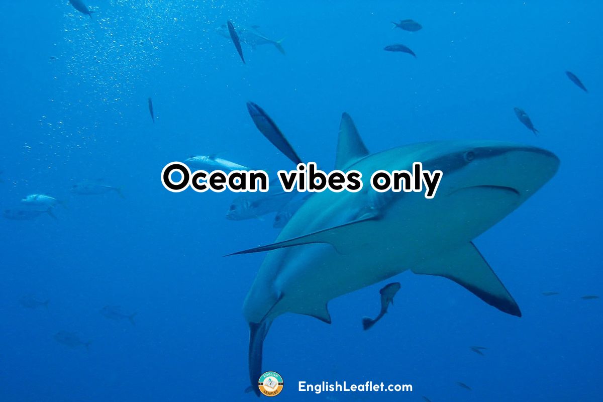 A Jawsome Collection of 155 Shark Puns for a Splash of Humor ...