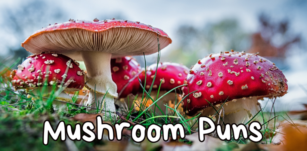 10 Best Mushroom Puns That You Need to Know - EnglishLeaflet