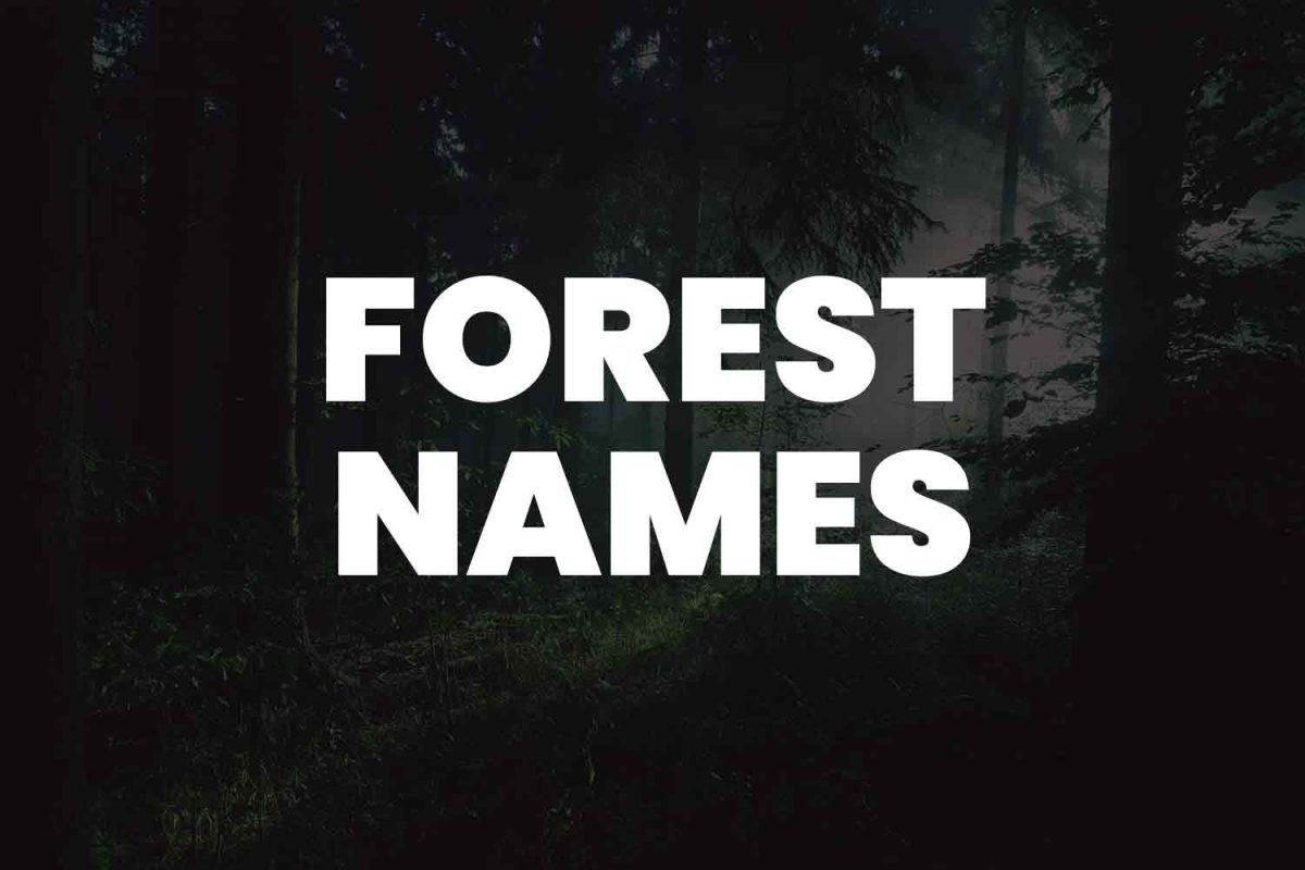 15 Best Name of the Forest You Need To Know - EnglishLeaflet